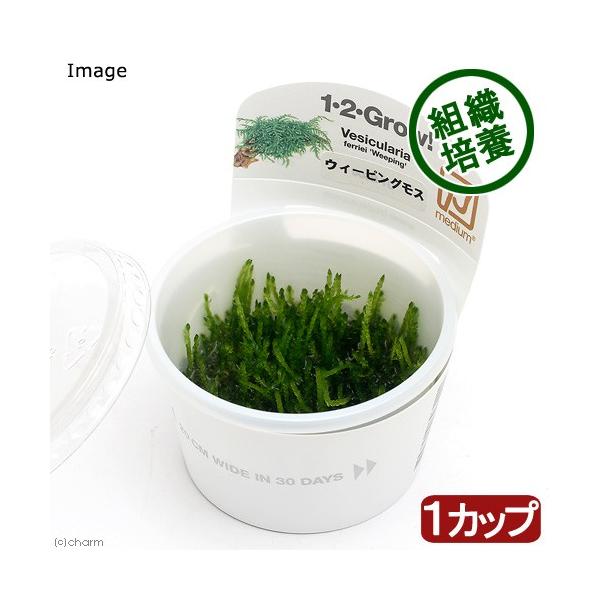 PF_SPQ　_aqua　熱帯魚　活着する水草　コケの仲間　水草　catmosssingle2022weep　コケ　モス類　all_plants　ウィローモス　wp_kywrd　wp_february1000　20180108　ＴＳ　Ｖｅｓ...