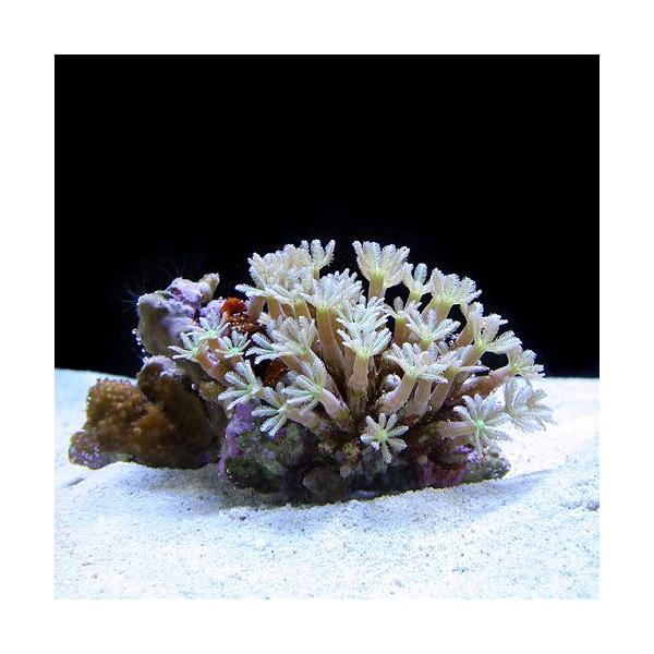 ◎　kaisui75　tutuumidutaclavularia　沖縄　okinawa　b_coral　海水　サンゴ　ソフトコーラル　m_softcoral　グリーンスポット　ナローカラー　ツツウミヅタ　ナローポリプグリーン　2011102...