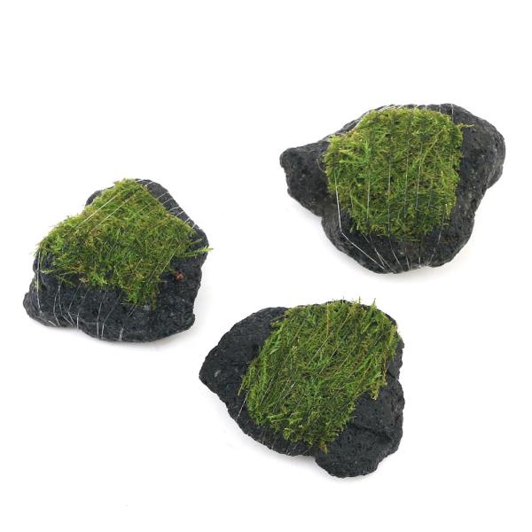 熱帯魚　水草付き流木　巻きたてはこちら　エビ用水草　水草　モス／シダ付流木　all_plants　バブルモス　バブル　気泡　YN　2023zenki　catmosscreate2022bubble　20221210　ｙ22ｍ12　ヤナギゴケ...