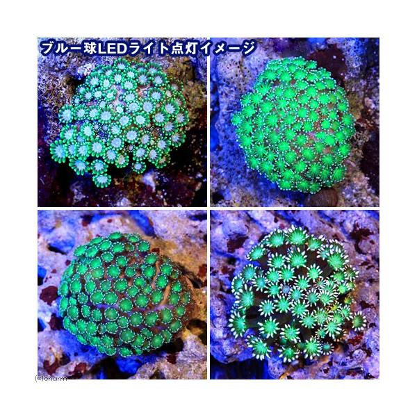 ◎海水　サンゴ　m_hardcoral　mrnp5bai130914　up0827time_ma　k7f_pd　kaijyo　sngtop1_190724　sngtop1_190731　sngtop1_190807　sngtop1_1908...