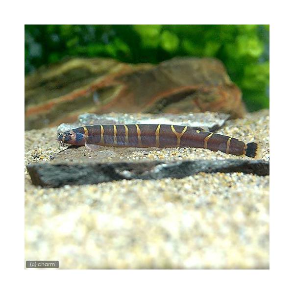 PF_SPQ　熱帯魚・エビ他　ローチの仲間　ドジョウ系　ジャイアントクーリー・ローチ　３匹　fish_database　コイ（ラスボラ等）　ローチ・ボーシャ　ビギナーにオススメ　Ｐａｎｇｉｏ　ｍｙｅｒｓｉ　corydoras_roach　_...