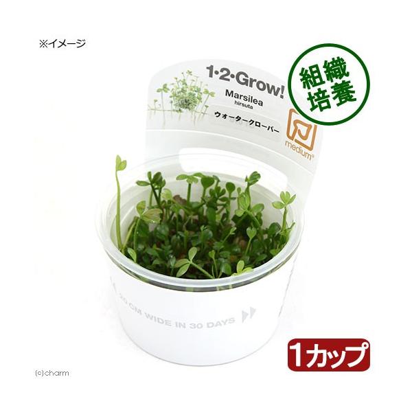 muryotassei_900_999　_aqua　熱帯魚　Ｍａｒｓｉｌｅａ　ｈｉｒｓｕｔａ　クローバー　水草　前景草　草原のような　all_plants　水中葉の活きの良さが違う　20100608　ＹＴ　20100619　wp_kywrd...