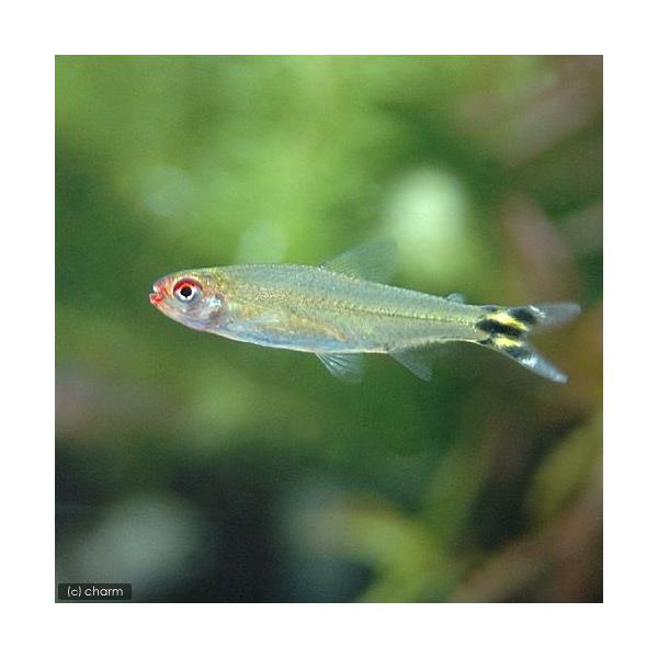 PF_SPQ　_aqua　熱帯魚・エビ他　カラシン　テトラ等　南米産　小型種　ヘミグラムス系　イエローテール・ラミーノーズ・テトラ　ワイルド　４匹　fish_database　Ｈｅｍｉｇｒａｍｍｕｓ　ｓｐ．　grens23　hucko631...