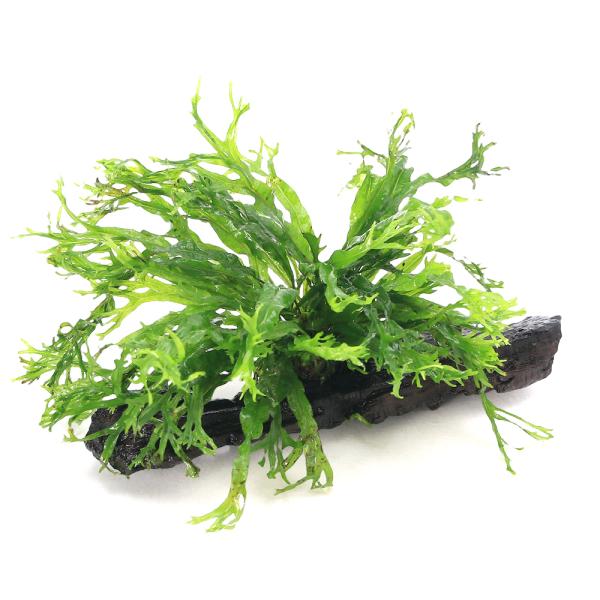 PF_SPQ　_aqua　熱帯魚　エビ用水草　水草　モス／シダ付流木kaidoku_pot　all_plants水草　ｔｒｉｄｅｎｔｌｅａｆ　Ｗｉｎｄｅｌｏｖ　トロピカ　ミクロソリウム　プテロプス水草　wp_kywrd　normal-pte...