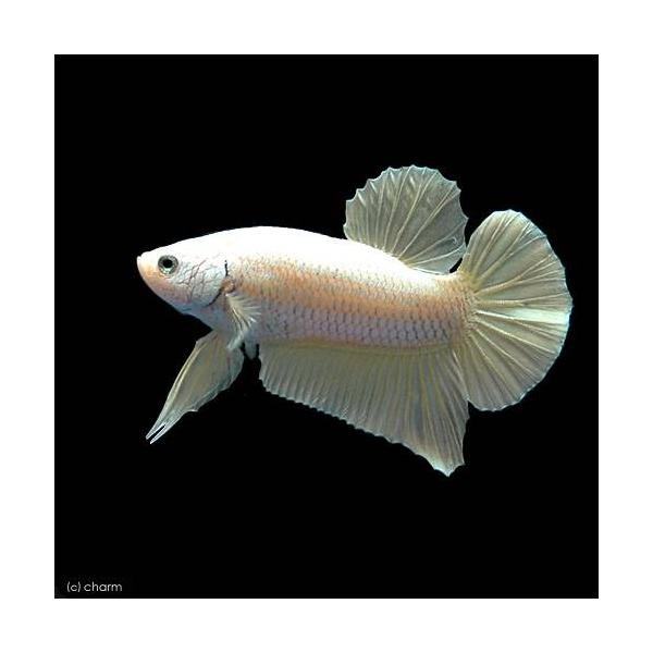 PF_SPQ　熱帯魚・エビ他　ベタ・グラミー・アナバス　改良ベタ　プラガット　ベタ・プラガット　シルバークレスト　１ペア　fish_database　ベタ・グラミー　ベタ　シルキーイエロー　シルキーゴールド　ドラゴン　cichlid_bet...