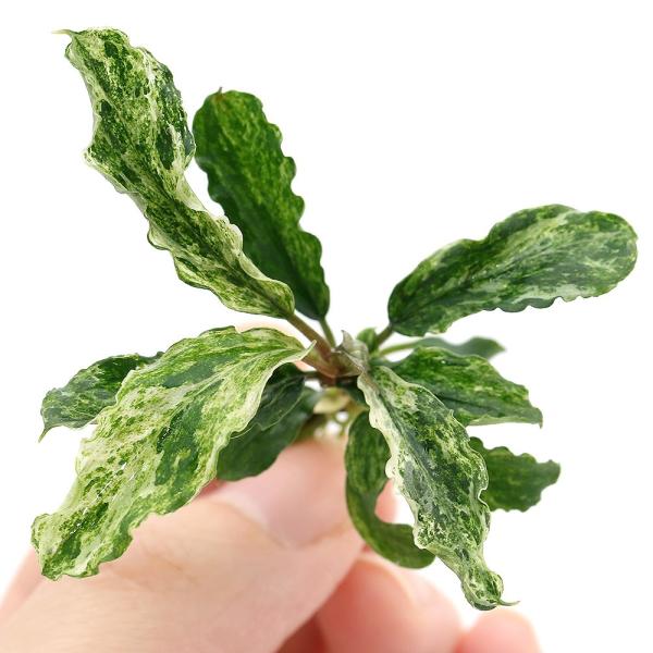 PF_SPQ　_aqua　水草　クリプトとその近縁　ワイルド便／ｓｐ　ブケファランドラ　bucephalandra　ｓｐ．　ブセ　レア種　斑入り　斑入り水草　バリエガータ　マーブル　グリーン　ウェービー　グリーンウェービー斑入り　green...
