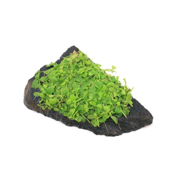 熱帯魚　_aqua　水草　前景草　絨毯のような　ニューラージパールグラスはこちら　all_plants　ニューラージ　ミクランテムムsp.　New　ラージパールグラス　Micanthemum　tweediei　ゴマノハグサ科　ミクランテムム...