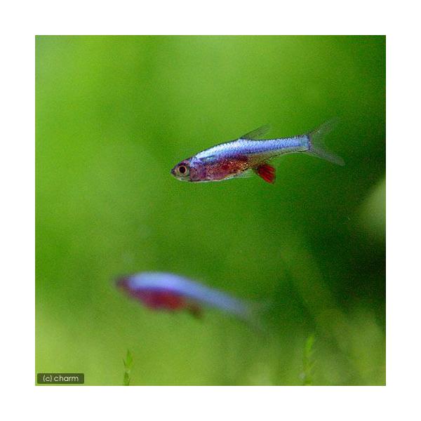 熱帯魚・エビ他　コイ　ラスボラ等　ラスボラ系　ラスボラ・アクセルロディ　ブルー　１２匹　小型種　cool　小型水槽用小型コイ　スンダダニオ・アクセルロディ　acssel_rody　coolfish_nettai　kaijyo　fi_hrnd...