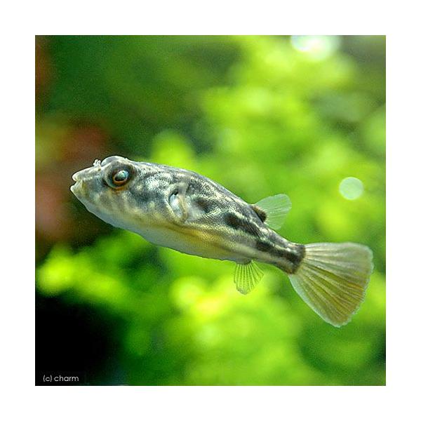 PF_SPQ　_aqua　熱帯魚・エビ他　その他の熱帯魚　フグ・パファーの仲間　テトラオドン・ファハカ　Ｓサイズ　１匹　fish_database　フグの仲間　淡水フグ　Ｔｅｔｒａｏｄｏｎ　ｌｉｎｅａｔｕｓ　テトラオドンリニアートゥス　リニ...