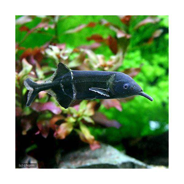 PF_SPQ　古代魚・大型魚（その他）　熱帯魚・エビ他　古代・大型魚　エレファントノーズ　１匹　fish_database　jkdgl78　fish_magazine201105　kodai_fish0421　kaijyo　ogrwha　電...