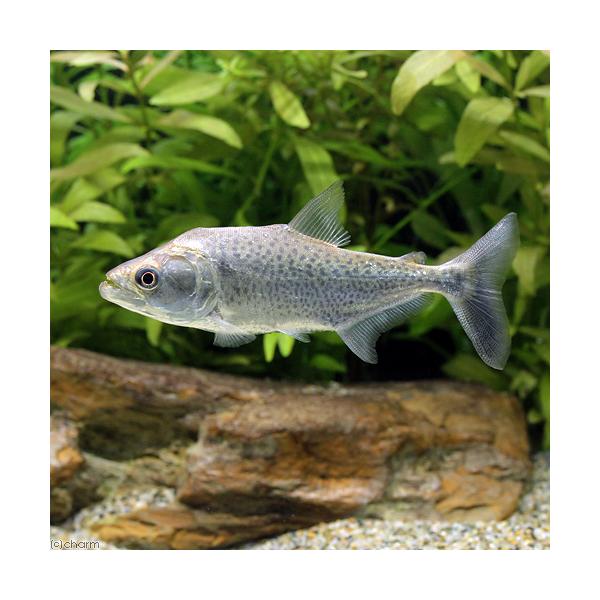 PF_SPQ　_aqua　sfset　熱帯魚・エビ他　カラシン（テトラ等）　南米産（中大型種）　エロンガータ・ピラニア　１匹　ピラニヤ　牙魚　20110306　ＭＳ　ish_database　icrfo714熱帯魚　MS0106　kaijyo