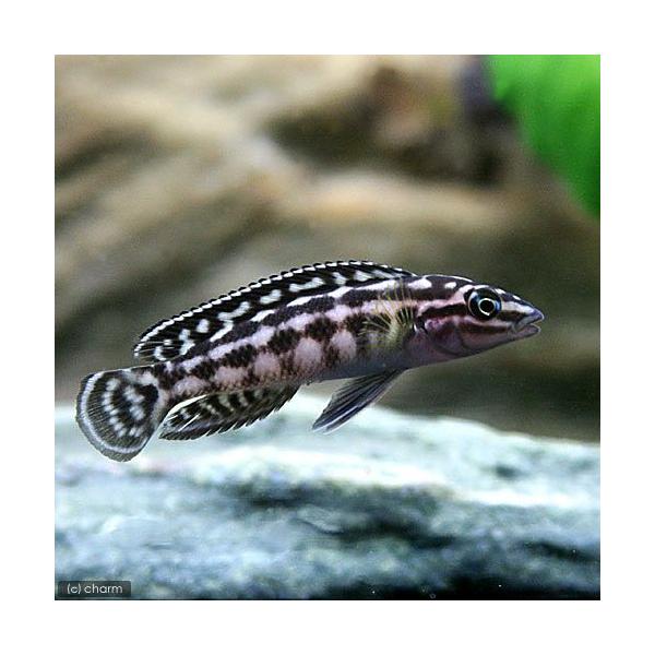 PF_SPQ　熱帯魚・エビ他　シクリッド　種類で選ぶ　アフリカンシクリッド　ジュリドクロミス・マルリエリ　１匹　fish_database　Ｊｕｌｉｄｏｃｈｒｏｍｉs　ｍａｒｌｉｅｒｉ　アフリカ産　fmrtm99　cichlid_beta　...