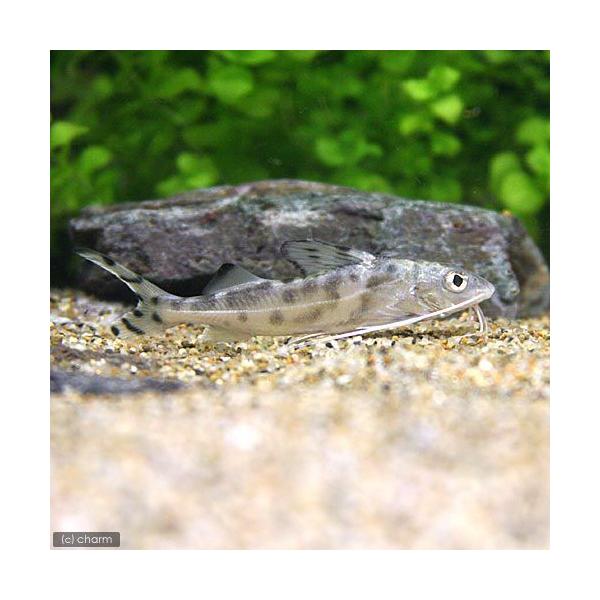 PF_SPQ　_aqua　熱帯魚・エビ他　ナマズの仲間　ピメロディア・ピクタス　１匹　fish_database　Ｐｉｍｅｌｏｄｕｓ　ｐｉｃｔｕｓ　その他の熱帯魚　ビギナーにオススメ　ピメロドゥスピクタス　ピクタスキャット　kaijyo　t...