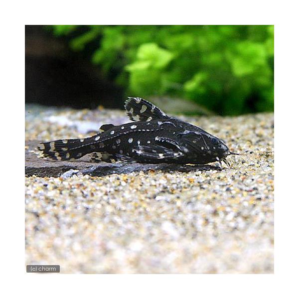 PF_SPQ　_aqua　熱帯魚・エビ他　ナマズの仲間　スポット・トーキングキャット　１匹　fish_database　その他の熱帯魚　スポッテッドトーキングキャット　スポットラファエル　kaijyo　fishtop3_190508　top...