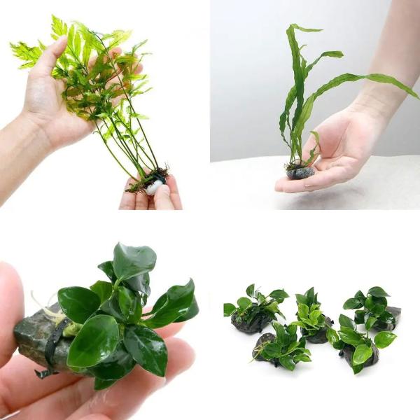 熱帯魚　活着　水草　陰性水草　低光量　シダ　羊歯　ナナプチ　アヌビアスプチ　サトイモ科　アヌビアス属　Anubias　baeteri　var.　nana　Petite　ボルビ　ボルビチス　アフリカミズシダ　ヒュディロッティ　ツルキシノオ科　...