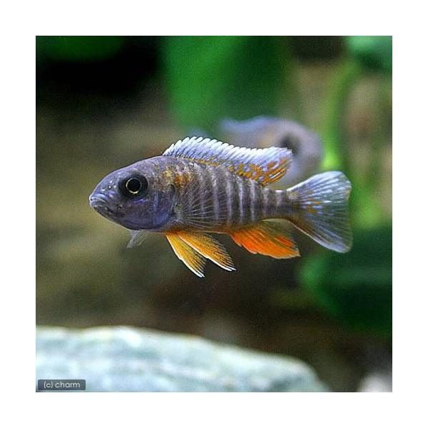 PF_SPQ　_aqua　熱帯魚・エビ他　シクリッド　種類で選ぶ　アフリカンシクリッド　アウロノカラ・ヤコブフレイベルギ　　Ｓサイズ　１匹　fish_database　アフリカ産　ビギナーにオススメ　Ａｕｌｏｎｏｃａｒａ　ｊａｃｏｂｆｒｅｉ...