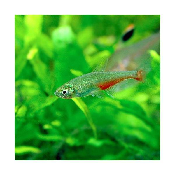 _aqua　熱帯魚・エビ他　カラシン　テトラ等　南米産　小型種　アフィオカラックス系　グリーンファイアー・テトラ　１２匹　ビギナーにオススメ　MS0106　熱帯魚生体　tansui60　topfish0129　kaijyo　aquafes0...