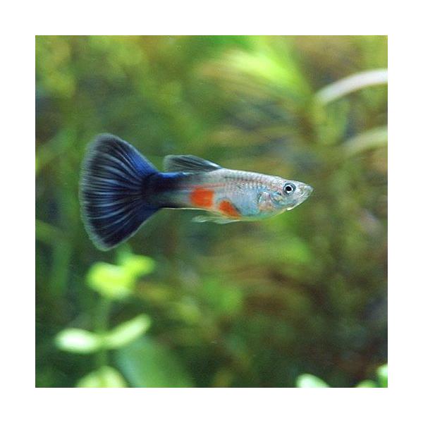 PF_SPQ　熱帯魚・エビ他　グッピー　系統で選ぶ　ノーマル系　ロシアンパープル・グッピー　国産ブリード　１ペア　fish_database　kokusan_guppy　p10gupy130209　201312guppyangel20　to...