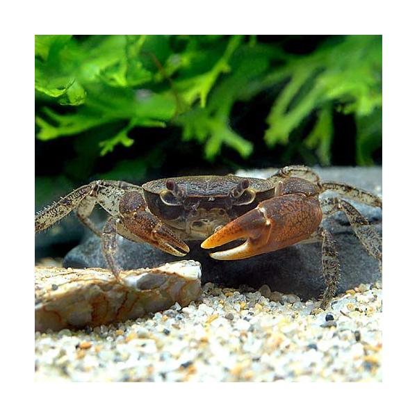 PF_SPQ　_insect　熱帯魚・エビ他　ザリガニ・その他生体　リュウキュウサワガニ　琉球沢蟹　１匹　Ｇｅｏｔｈｅｌｐｈｕｓａ　ｍｉｎｅｉ　fish_database　ミネイサワガニ　ヤエヤマサワガニ　タイワンサワガニ　aqulif20...