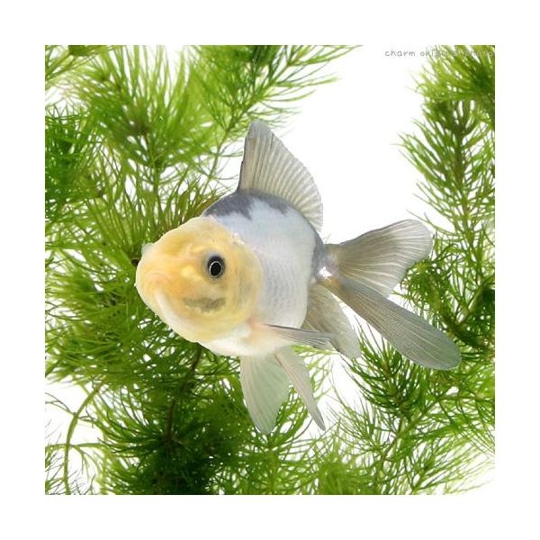 熱帯魚・エビ他　金魚　オランダ　生体　変わりもの金魚　fish_database　nittan_kingyo_holland　kaijyo　restock