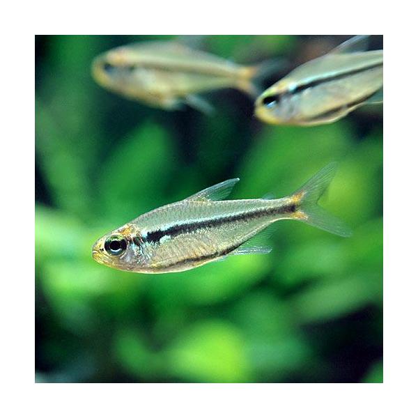 PF_SPQ　熱帯魚・エビ他　カラシン（テトラ等）　南米産（小型種）　ヘミグラムス系　スレンダーウルレイ・テトラ　１匹　fish_database　Ｈｅｍｉｇｒａｍｍｕｓ　ｅｌｅｇａｎｓ　rare_chara　ヘミグラムスエレガンス　MS0...