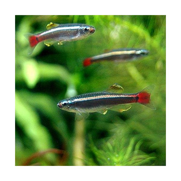 PF_SPQ　熱帯魚・エビ他　コイ（ラスボラ等）アカヒレ系　ロングフィン・アカヒレ　ノーマルタイプ　４匹　fish_database　小型種　ビギナーにオススメ　onepoint　otoshidama淡水生体　terra_seitai　_a...