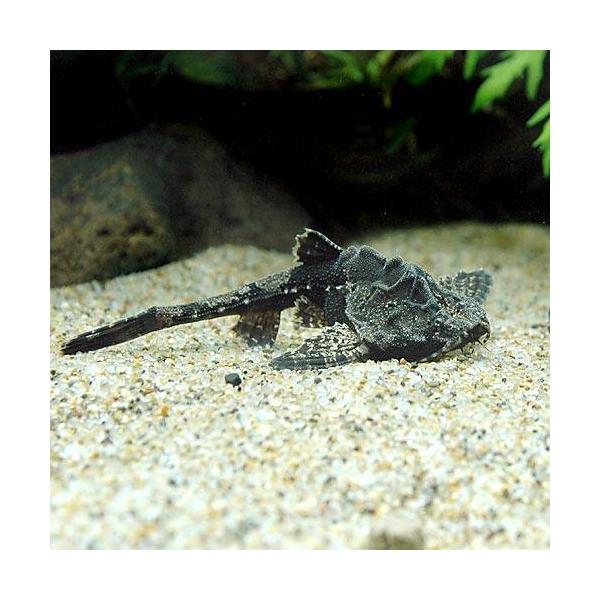 PF_SPQ　熱帯魚・エビ他　ナマズの仲間　ロックバンジョーキャット　ペルー　１匹　fish_database　その他の熱帯魚　Ｂｕｎｏｃｅｐｈａｌｕｓ　ｖｅｒｒｕｃｏｓｕｓ　ｌｙｒｉｆｏｒｍｉｓ　Ａｇｍｕｓ　ｓｐ．　MS0106　tans...