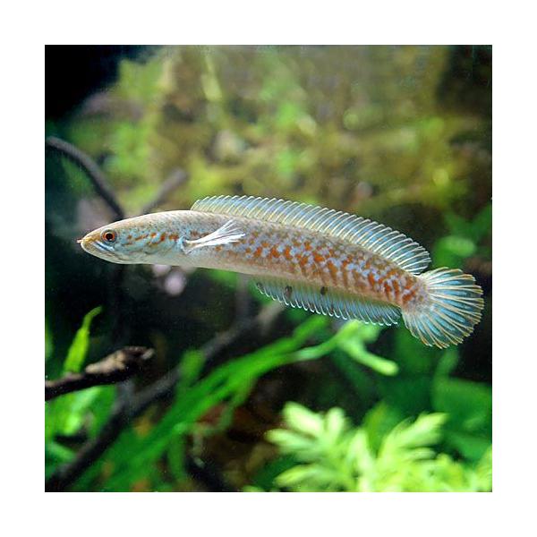 PF_SPQ　熱帯魚・エビ他　ベタ・グラミー・アナバス　スネークヘッド・他　ブルーレインボースネークヘッド　１匹　fish_database　ベタ・グラミー　ニューレインボースネークヘッド　チャンナアンドラオ　Ｃｈａｎｎａ　ｓｐ．　ａｎｄｒ...