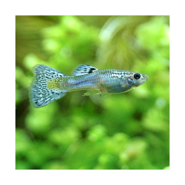 PF_SPQ　frditem_hidden　熱帯魚・エビ他　グッピー　系統で選ぶ　ノーマル系　ガラスのブルーグラス・グッピー　国産ブリード　１ペア　fish_database　jwmkt14　淡水生体　aqua_life201105　kok...