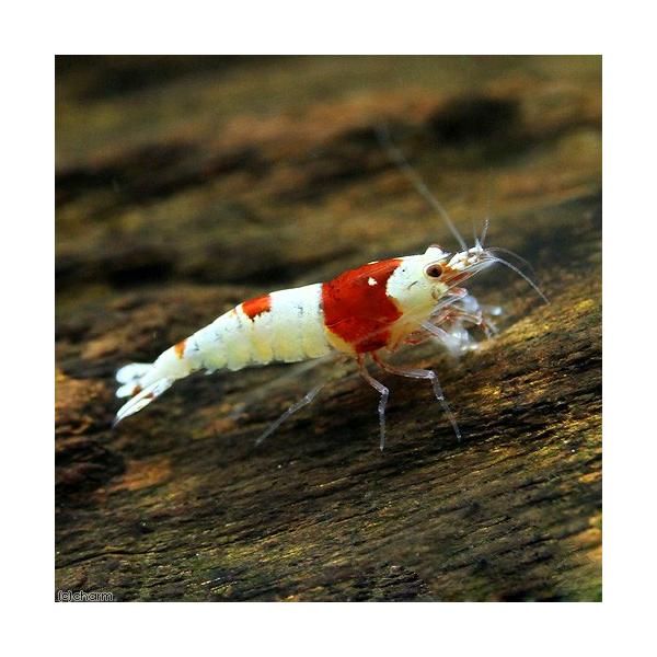 熱帯魚・エビ他　ビーシュリンプ・エビ　赤白系　レッドビーシュリンプ　赤白バンド　日の丸　１０匹　淡水生体　ビーシュリンプ一覧　shr1125　kmwr_fish_beesh　movie_1281583　akashiro_　upgradeeb...