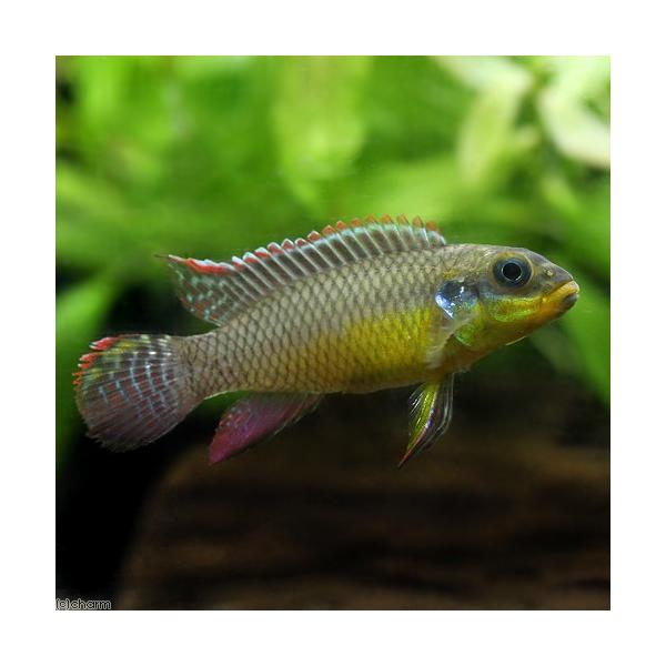 PF_SPQ　fish_database　熱帯魚・エビ他　シクリッド　種類で選ぶ　ペルヴィカ・ナノクロ・他　ペルヴィカクロミス・タエニアータス　ローベ　１ペア　アフリカ産　ペルビカクロミス　Ｐｅｌｖｉｃａｃｈｒｏｍｉｓ　ｔａｅｎｉａｔｕｓ　...