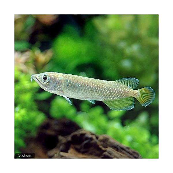 PF_SPQ　_aqua　sfset　熱帯魚・エビ他　古代・大型魚　アロワナ・近縁種　ノーザンバラムンディ　ノーザンバラマンディ　Ｓサイズ　１匹　fish_database　アロワナ　Ｓｃｌｅｒｏｐａｇｅｓ　ｊａｒｄｉｎｉｉ　MS0106　...