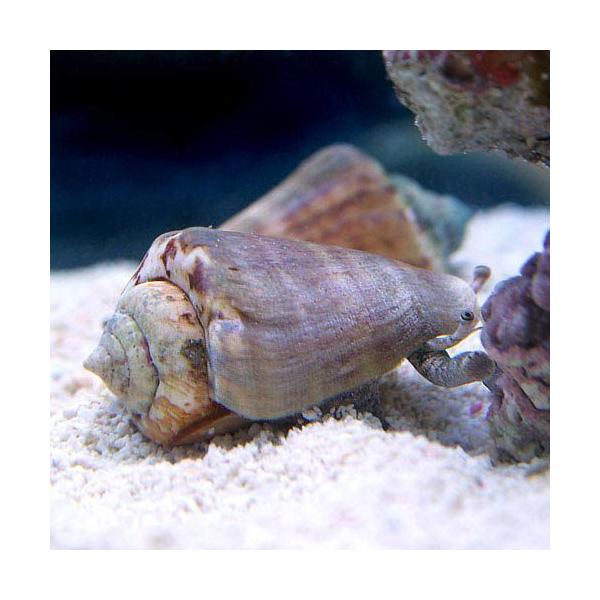 ◎　kaisui75　_aqua　海水　海水生体　貝　チャンバラガイ　マガキ貝　magaki_top_bur　無脊椎ＩＤ　マガキガイ　sand_diver_ma　LRhouselist　kaisui73　kaijyo　Invertebrat...