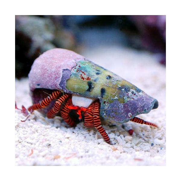 _aqua　◎　kaisui73　m_hermit　海水　海水生体　エビ・カニ他　ベニワモンヤドカリ　kaijyo　Invertebratezukanヤドカリ