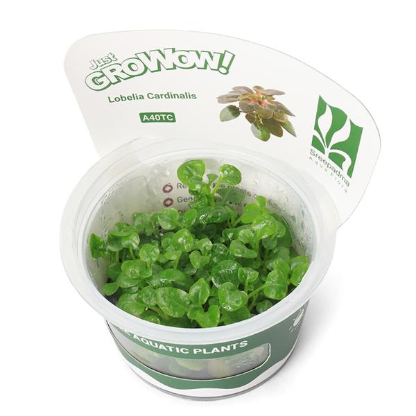 PF_SPQ　水草　前景草　中景草　草原　ワンポイント　グロウワウ　グロウワオ　組織培養　カップ　グロー　GROW　トロピカ　ロベリア　カーディナリス　ベニバナサワギキョウ　Ｌｏｂｅｌｉａ　ｃａｒｄｉｎａｌｉｓ　キキョウ科　Ｃａｍｐａｎｕｌ...