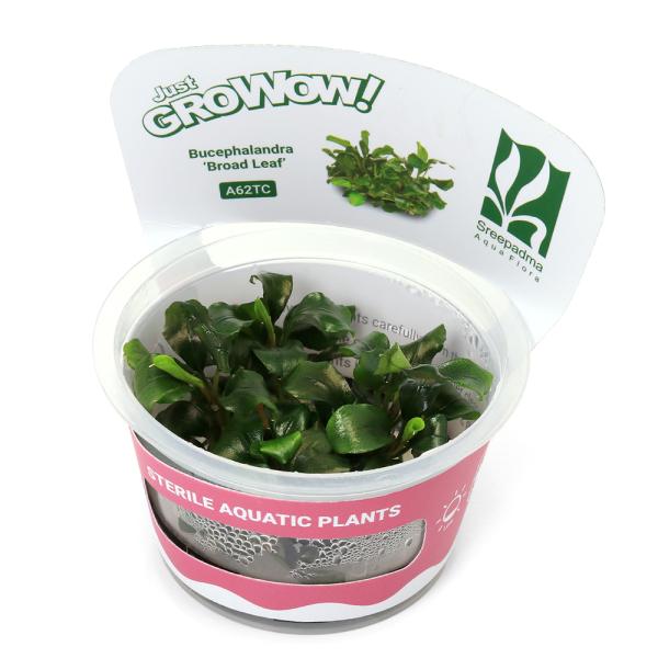 PF_SPQ　水草　低光量　陰性水草　活着　クリプトとその近縁　ブセファランドラ　ブケファランドラ　ブセ　Ｂｕｃｅｐｈａｌａｎｄｒａ　グロウワウ　グロウワオ　組織培養　カップ　グロー　GROW　ブロードリーフ　20260213　ＤＮ