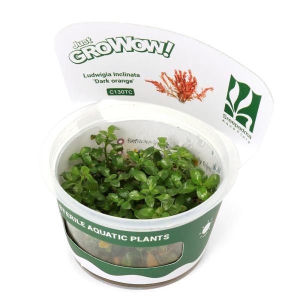 PF_SPQ　水草　赤系　グロウワウ　グロウワオ　組織培養　カップ　グロー　GROW　Ｌｕｄｗｉｇｉａ　ｒｅｐｅｎｓ　アカバナ科　Ｏｎａｇｒａｃｅａｅ　チョウジタデ属　インクリナータ　ダークオレンジ　20260213　ＤＮ