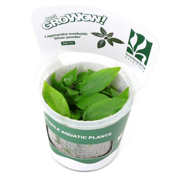 PF_SPQ　_hachu　_kame　_aqua　観葉植物　ガーデニング　ビバリウム　アクアテラリウム　パルダリウム　水草　クリプトとその近縁　サトイモ　Ｌａｇｅｎａｎｄｒａ　ｍｅｅｂｏｌｄｉｉ　両爬向き植物　all_plants　ラゲナ...