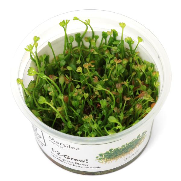 aqua　熱帯魚　Ｍａｒｓｉｌｅａ　ｍｉｎｕｔａ　クローバー　水草　前景草　草原のような　all_plants　水中葉の活きの良さが違う　ワンツーグロウ　組織培養　カップ　wp_soshiki　48ｋｋ　グロー　GROW　Grow kami...