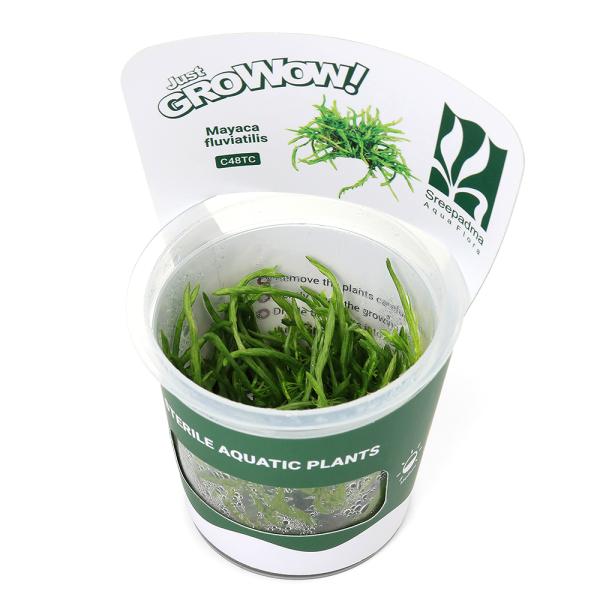 PF_SPQ　水草　中景草　グロウワウ　グロウワオ　組織培養　カップ　グロー　GROW　GROWOW　マヤカ　20260312　DN