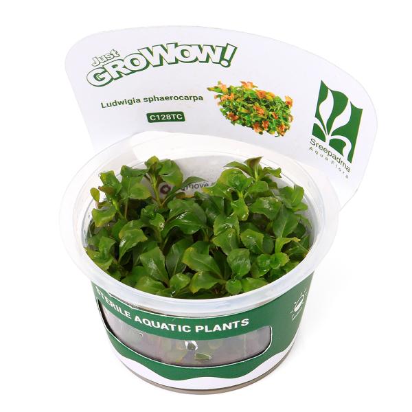 PF_SPQ　水草　赤系　グロウワウ　グロウワオ　組織培養　カップ　グロー　GROW　Ｌｕｄｗｉｇｉａ　ｓｐ．　アカバナ科　Ｏｎａｇｒａｃｅａｅ　チョウジタデ属　ルドウィジアｓｐ．　ビローサ（スファエロカルパ）　20260312　DN