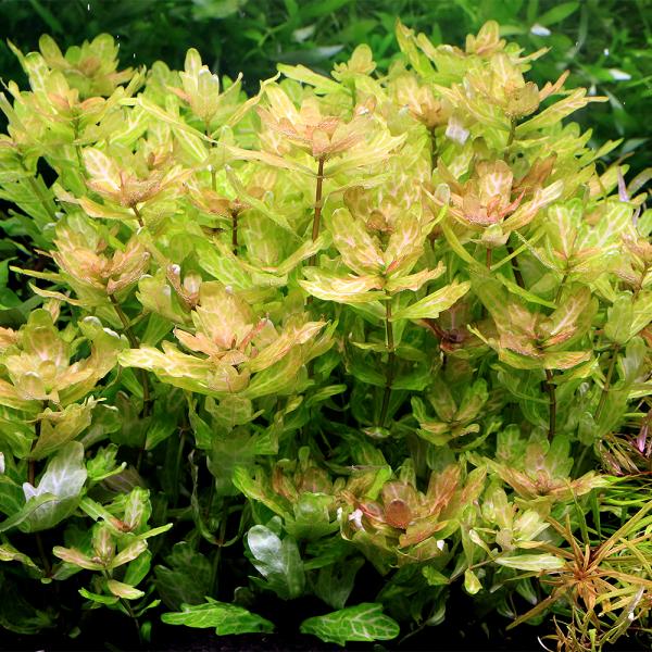 PF_SPQ　熱帯魚　水草　アクア　アクアリウム　後景草　丸い　all_plants　斑入り　バリエガータ　メキシカンバーレン　ホワイト　Shinnersia　rivularis　“White―Green"　“Ｗｈｉｔｅ―Ｇｒｅｅｎ”　20...
