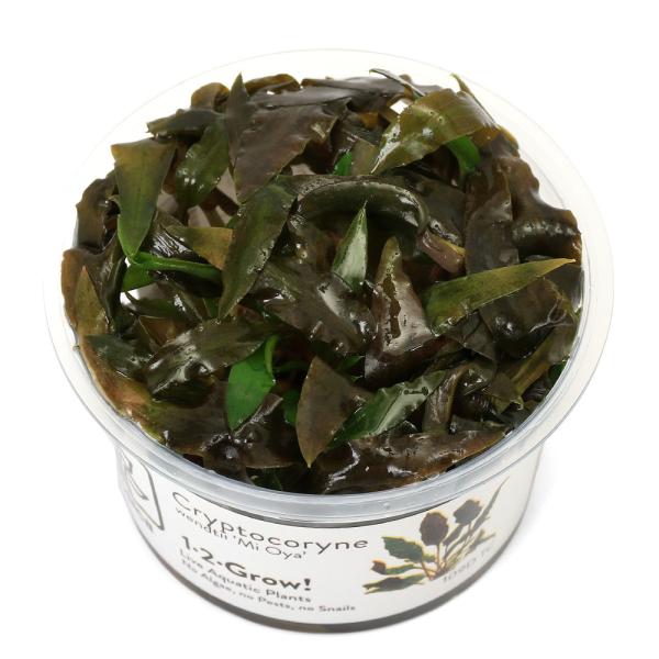 PF_SPQ　_aqua　水草　クリプトコリネ　ウェンティ　ミオヤ　サトイモ科　Ａｒａｃｅａｅ　クリプトコリネ属　Ｃｒｙｐｔｏｃｏｒｙｎｅ　ＭｉＯｙａ　wp_soshiki　mericlone_plants　組織培養　カップ　48ｋｋ　陰性...