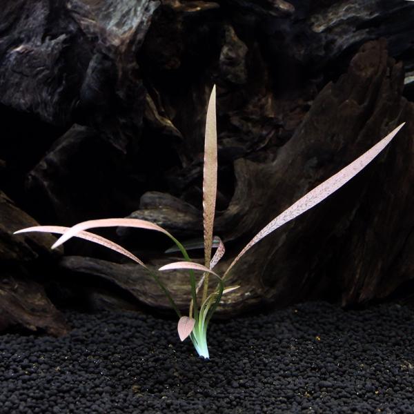 PF_SPQ　水草　クリプトとその近縁　all_plants　クリプトコリネ　スピラリス　タイガー　陰性水草　低光量　サトイモ科　Ａｒａｃｅａｅ　クリプトコリネ属　Ｃｒｙｐｔｏｃｏｒｙｎｅ　水中葉　20260407　DN　y26m04