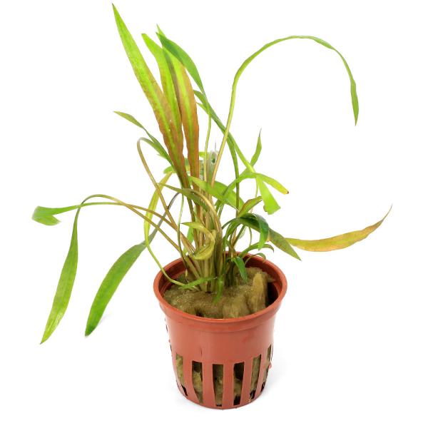 PF_SPQ　水草　クリプトとその近縁　陰性水草　低光量　サトイモ科　Ａｒａｃｅａｅ　クリプトコリネ属　インド　Ｃｒｙｐｔｏｃｏｒｙｎｅ　ｓｐｉｒａｌｉｓ　Ｒｅｄ　クリプト　トロピカポット　20260409　DN　y26m04