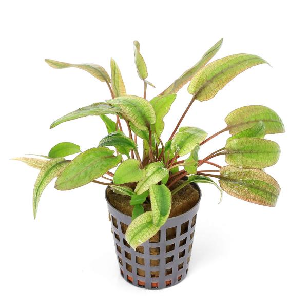 PF_SPQ　_aqua　熱帯魚　前景草　水草　クリプトとその近縁　前景　all_plants　wp_kywrd　pinati11　Ｃｒｙｐｔｏｃｏｒｙｎｅ　ｓｐ．”Ｆｌａｍｉｎｇｏ”　クリプトコリネｓｐ．フラミンゴ　水中葉　無農薬　１株　...