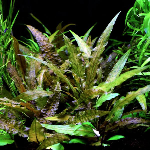 PF_SPQ　negativeplants　熱帯魚　_aqua　水草　クリプトとその近縁　okaidoku_pot　all_plants　wp_kywrd　クリプト　クリプトコリネ　ピグマエア　陰性水草　低光量　20260610　DN　y2...