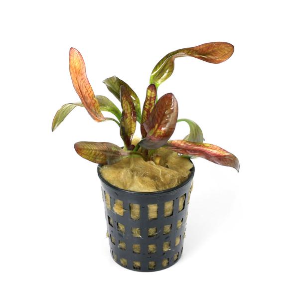 _aqua　水草　エキノドルスとその近縁　中景　後景　okaidoku_pot　all_plants　avoid11　wp_kywrd　組織培養　エキノドルス　無農薬　エビにも安心　20260515　DN　y26m05