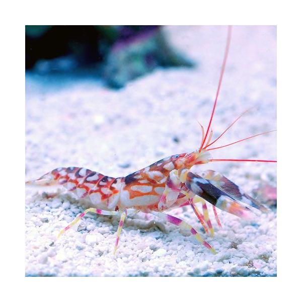 ◎　kaisui73　マリンシュリンプ　ピストルシュリンプ　kyousei　なかよしセット　共生　海水　海水生体　エビ・カニ他　m_shrimp　無脊椎ＩＤ　2904223kisitop191211Invertebratezukanエビ　2...