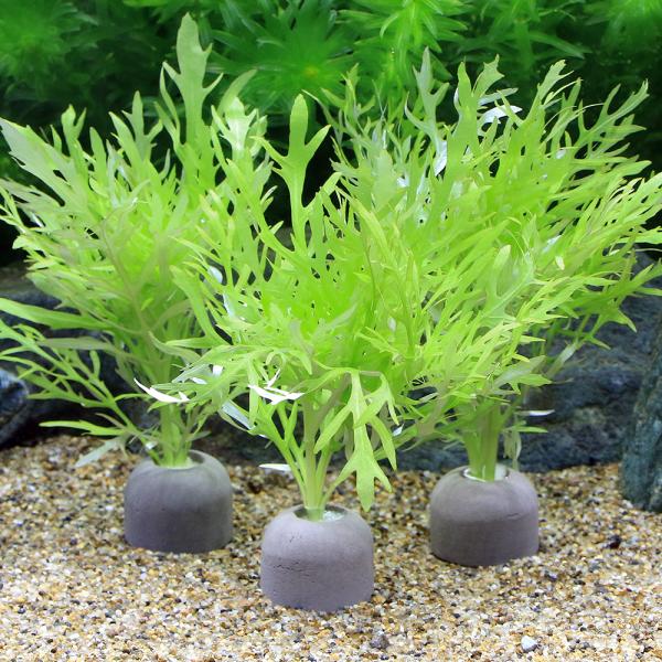 熱帯魚　ウォーターウィステリア　water_wisteria　_wp　_aqua　ビギナーにお勧め　水草　後景草　ギザギザ　ウォーターウィステリアはこちら　all_plants　wp_kywrd　20151014　ＭＫ　point5wpla...